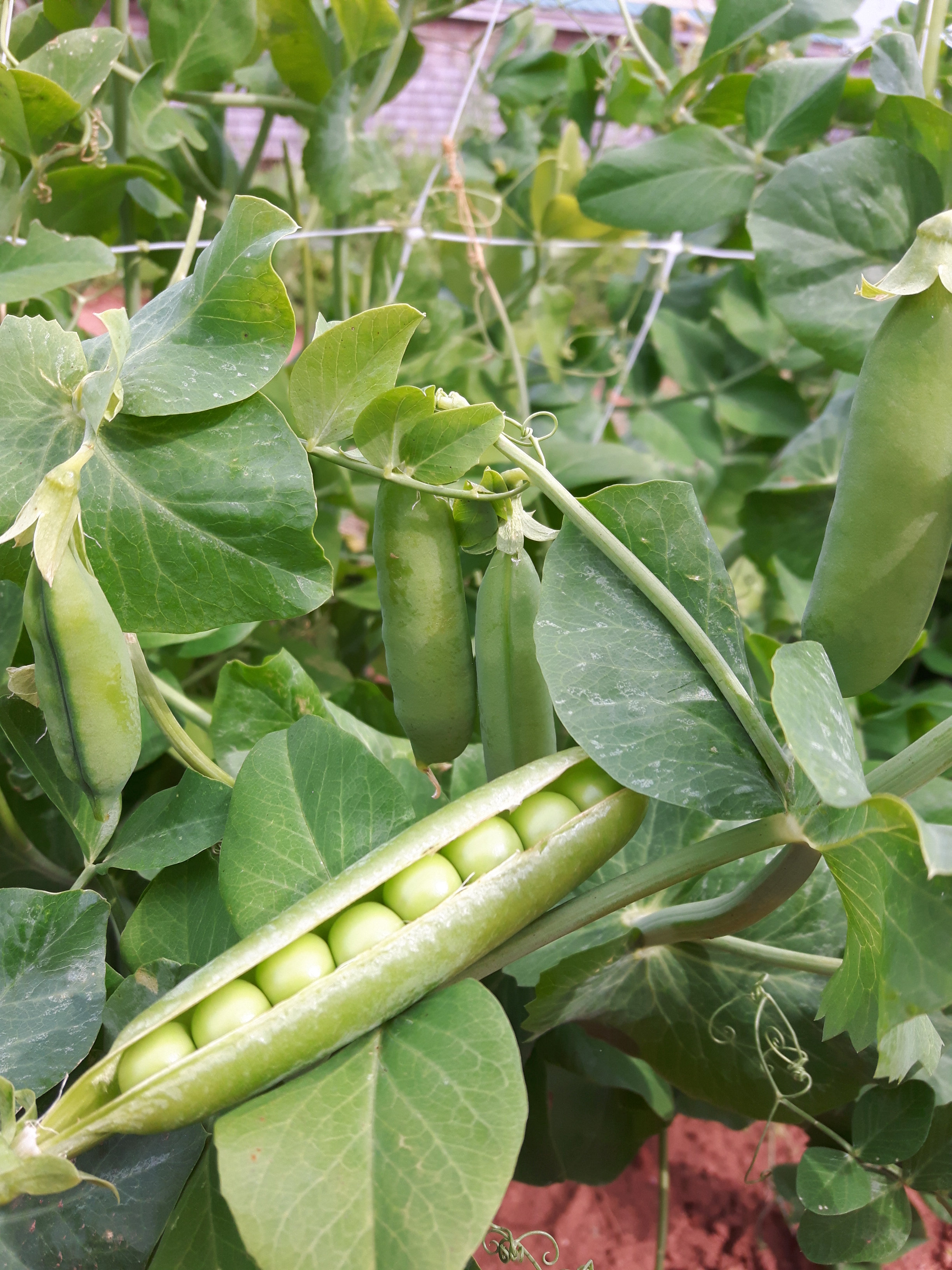 Peas – PEI Seed Alliance