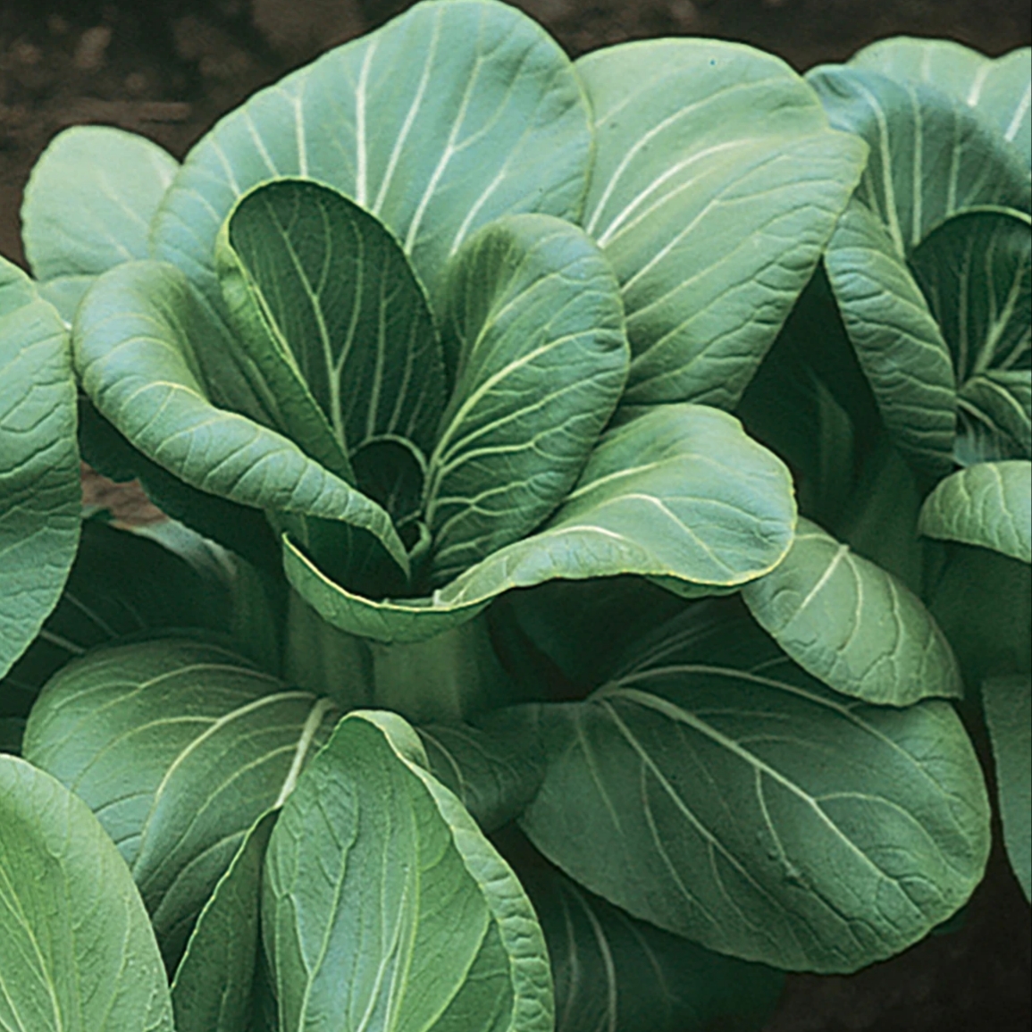 Growing Guides – PEI Seed Alliance