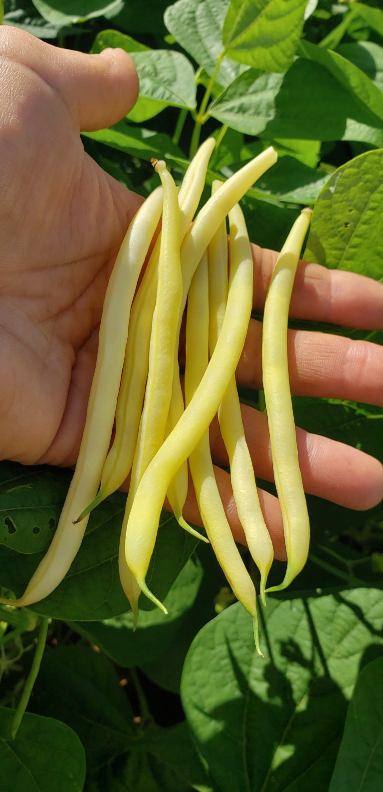 Beans – PEI Seed Alliance