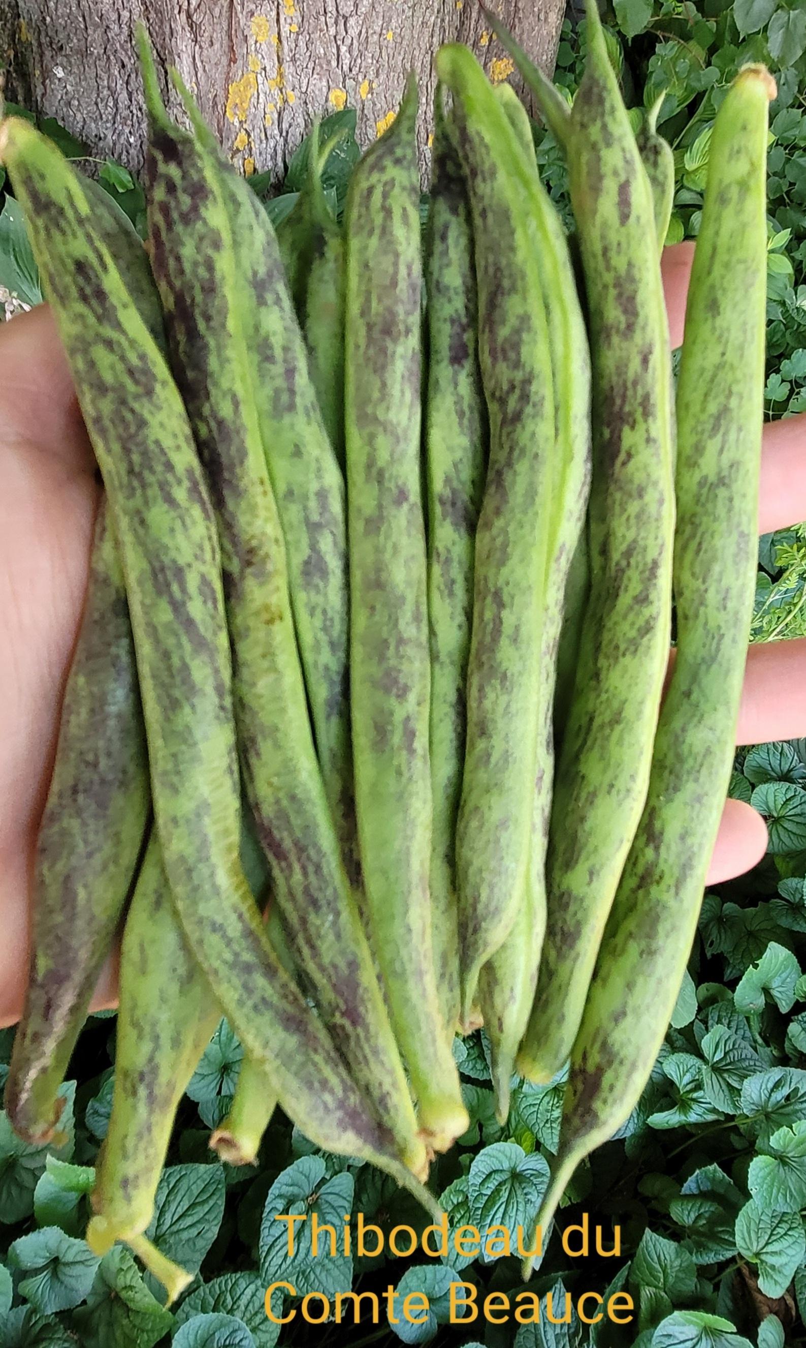 Beans – PEI Seed Alliance