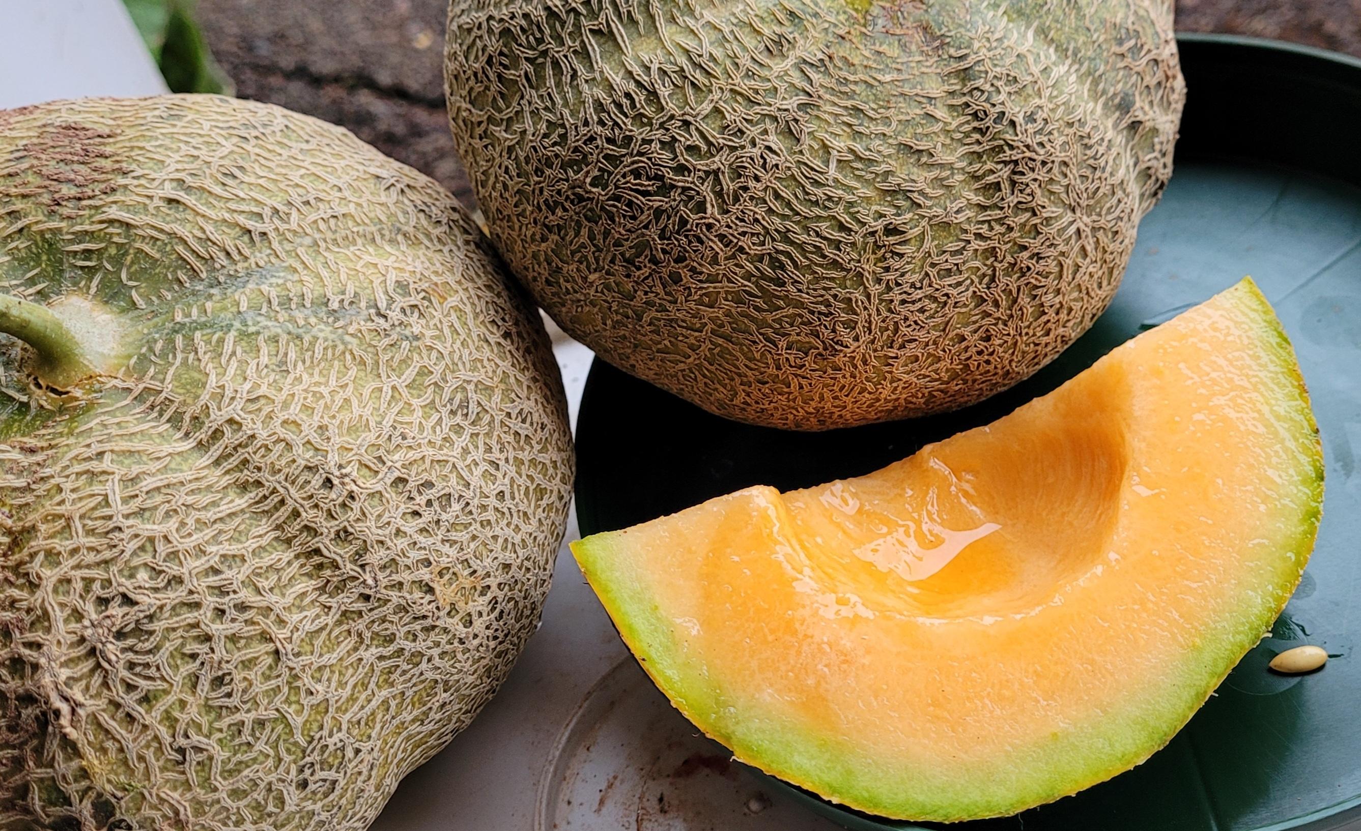 Melons – PEI Seed Alliance