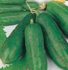 Cucumbers – PEI Seed Alliance